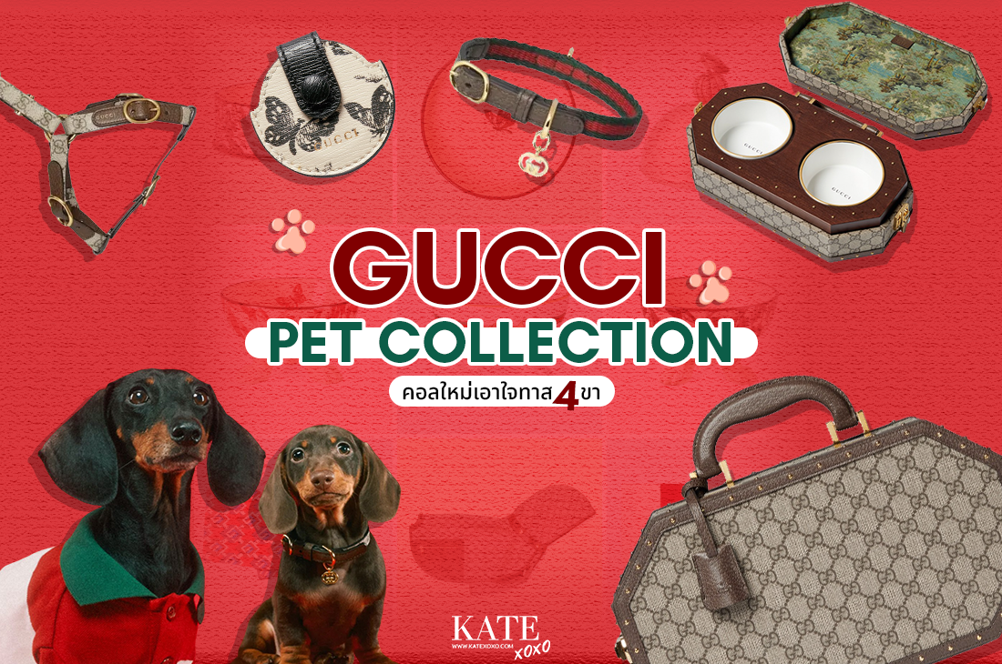 Gucci Pet Collection คอลใหม่เอาใจทาส 4 ขา - KATE💋 STYLE